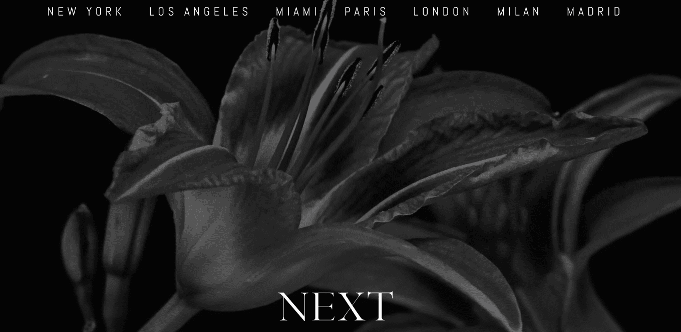 Best Plus Size Modeling Agencies | Schools For Modeling